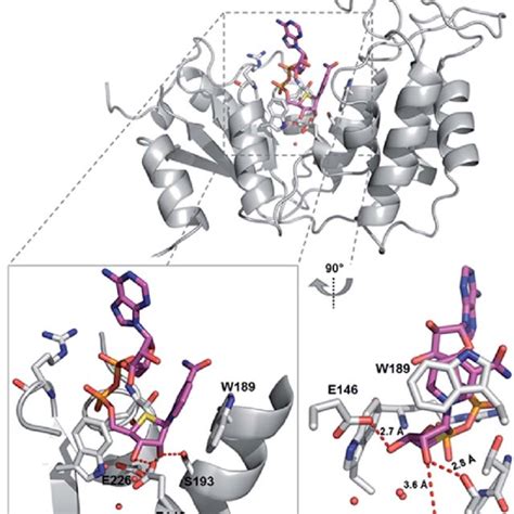 X Ray Crystal Structure Of Catalytically Active Human Cd38 In Complex