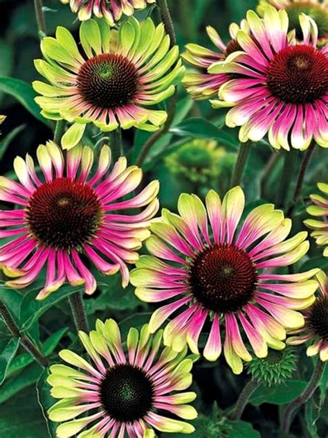 Echinacea Green Twister Coneflower Dutchgrown™