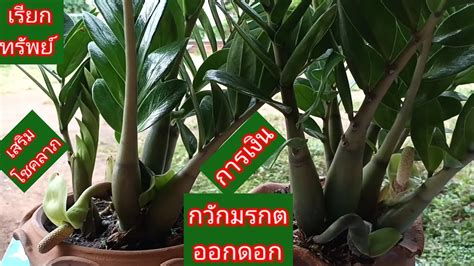 ต้นมรกตออกดอก ให้โชคให้ลาภกวักเงินกวักทองเรียกทรัพย์ ให้โชคให้ลาภจริง