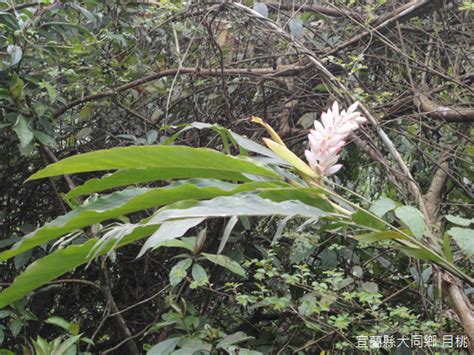 第0101章 宜蘭縣大同鄉 九寮溪步道 破礑溪畔現朝陽 健行筆記