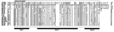 Multiple Sequence Alignment Of Prokaryotic Histone And Eukaryotic H2a