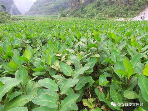 都安旱藕 都安 大山谷图库