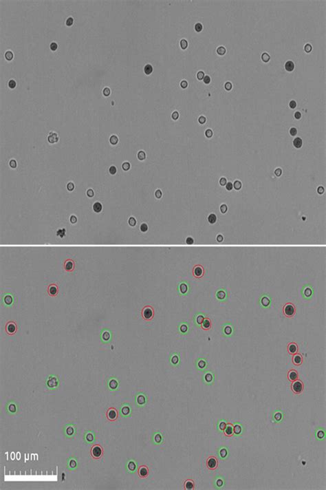 Hl60 Logos Biosystems Advanced Imaging Solutions For Research