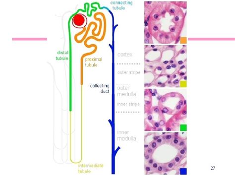 Lab Exercise Anatomy Of The Urinary System