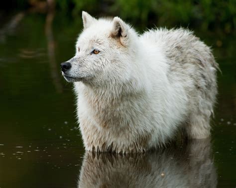 Wolf predator water-High Quality HD Wallpaper Preview | 10wallpaper.com