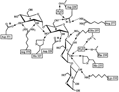 Schematic Representation Of The Interactions Between Maltotetraose And