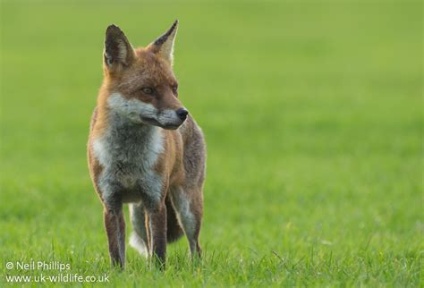 Red Fox Vulpes Vulpes Uk Wildlife