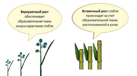 Строение стебля презентация онлайн