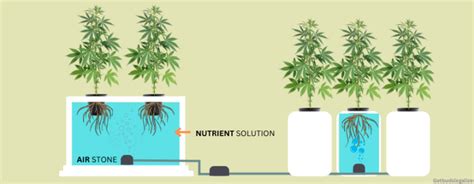 Growing Cannabis In A Dwc System A Comprehensive Guide