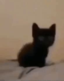 Cat Cat Exploding  Cat Cat Exploding Black Cat Discover And Share S