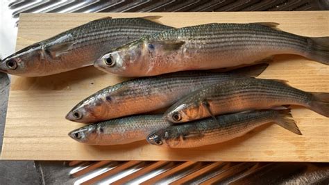 海の豊かさを守る可能性未利用魚って知ってる Wild SceneWild Scene公式オンラインショップ