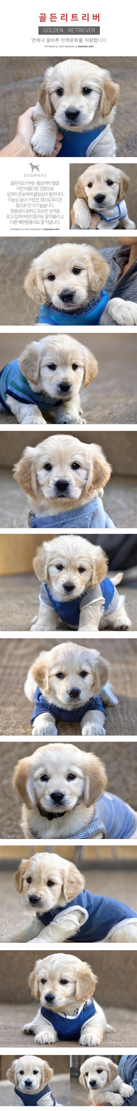 골든리트리버 분양 강아지분양 도그마루 대형견 골든리트리버