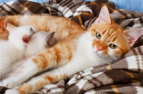 Cómo ayudar a parir a una gata anota estos consejos