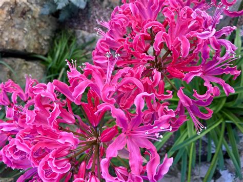 Нерина (76 фото) - фото - картинки и рисунки: скачать бесплатно