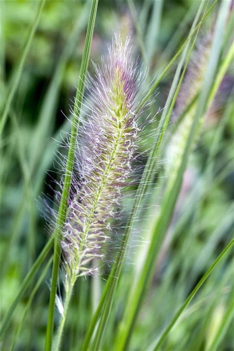 Pennisetum Alopecuroides Cassian
