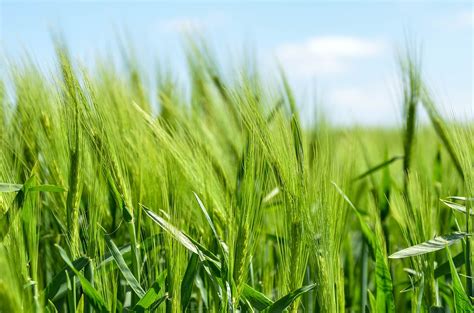 Ultimate Crop Rotation Guide How To Create A Successful Rotation Plan