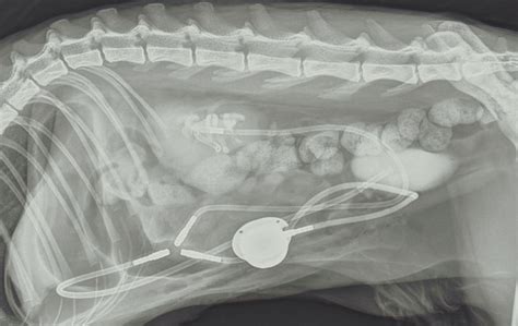 Subcutaneous Ureteral Bypass Galvao Otoni Internalmedicine Vca