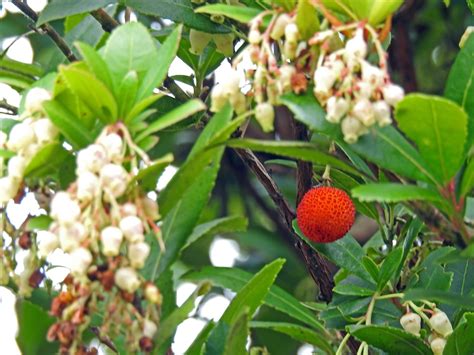 価格 地中海沿岸に分布する常緑低木でドウダンツツジに似た花が咲き赤い実が出来ていた デジタル一眼カメラ yamaya60