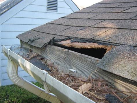 Raccoon Damage Bergen County Middlesex County And Hudson County