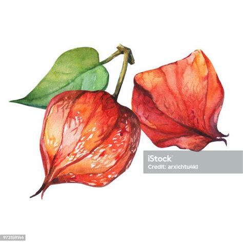Physalis 과일 베리 오렌지 빨간 건조 Physalis 등불입니다 수채화 손으로 그린 그림을 흰색 배경에 고립 된 그림