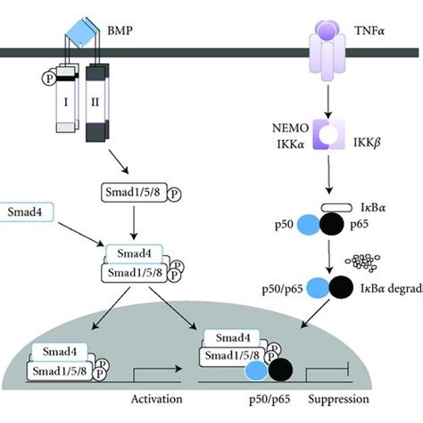 A model of NF κB mediated inhibition of BMP Smad mediated DNA binding