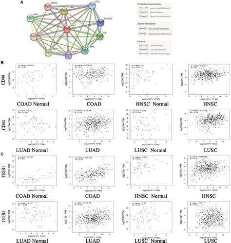 Frontiers The Significance Of Secreted Phosphoprotein 1 In Multiple