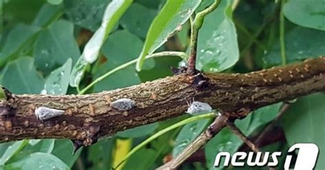울산 돌발해충 발생 미국선녀벌레 등 2종과수원 비상