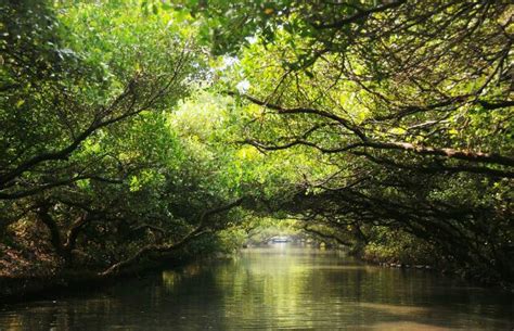 타이난여행 가오슝 근교여행 당일치기로 떠나는 타이난 여행 스차오 그린터널 맹글로브 습지대 가는 법 네이버 블로그