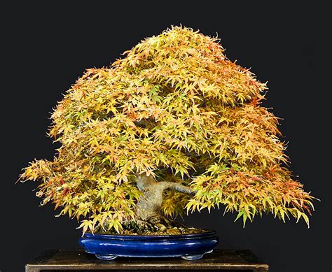 Bills Famous Seigen Japanese Maple In Fall And Spring Color Setting