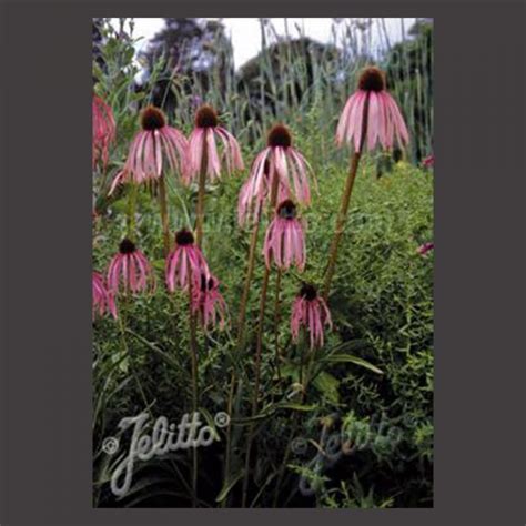 Echinacea Simulata Avant Gardens