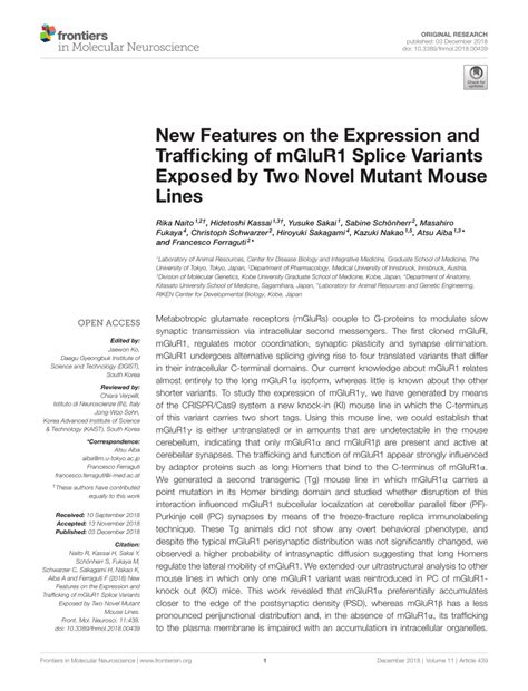 Pdf New Features On The Expression And Trafficking Of Mglur1 Splice