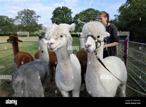 Meet Alpacas Hi Res Stock Photography And Images Alamy