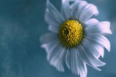 В голубых тонах ромашка В голубых тонах ромашка Фотография на