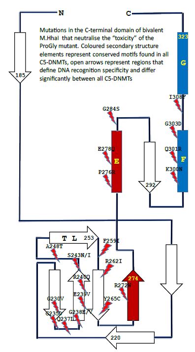 Systemic Mutational Rescue In Escherichia Coli Elicited By A Valency Dependent High Affinity