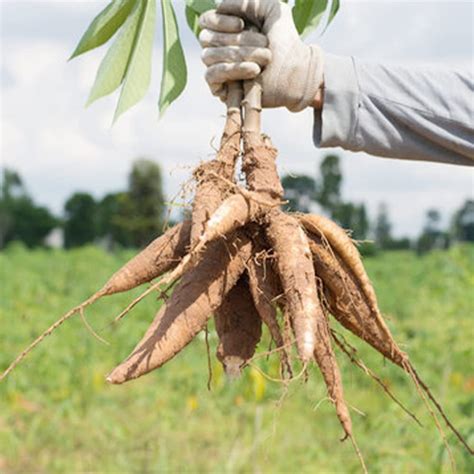 Qauzuy Garden 10 Manihot Mmf7 Esculenta Seeds Cassava Manioc Yuca