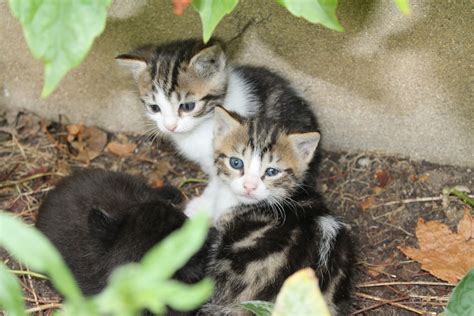 Donne Chatte Et Ses Chatons GRATUIT Sur Animoz Net