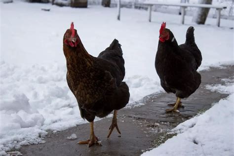 How Cold Is Too Cold For Chickens In Winter
