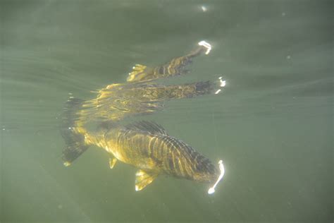 Finding Fall Walleye In Natural Lakes
