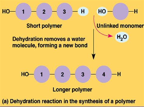 Hydrolysis And Dehydration Synthesis Ppt Download