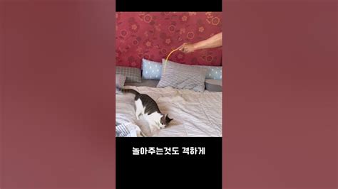 우리집 고양이 다이어트시키기 코숏 고등어태비 Youtube