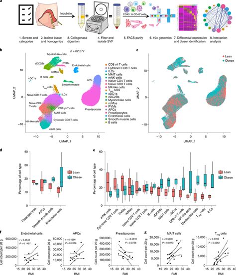 Single Cell Sequencing Reveals The Cellular Heterogeneity Of The Svf Of