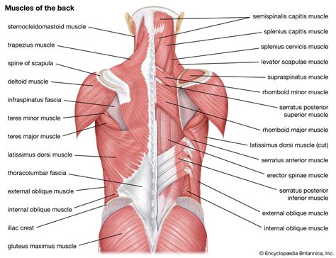 Human Muscle System Functions Diagram And Facts Britannica