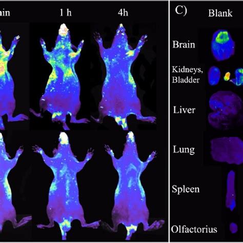 The Nasal Uptake Of Ins Loaded Into Cti Can Be Seen By Optical Download Scientific Diagram