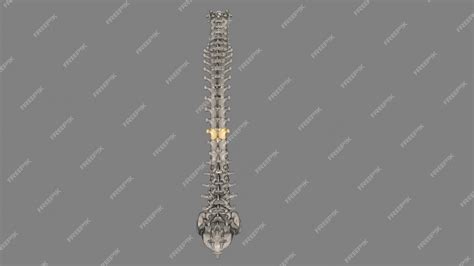 Premium Photo Thoracic Vertebral T10