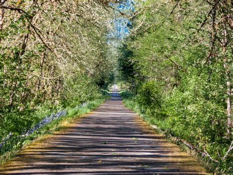 Summer Converging Path Stock Image Image Of Footpath 80767603
