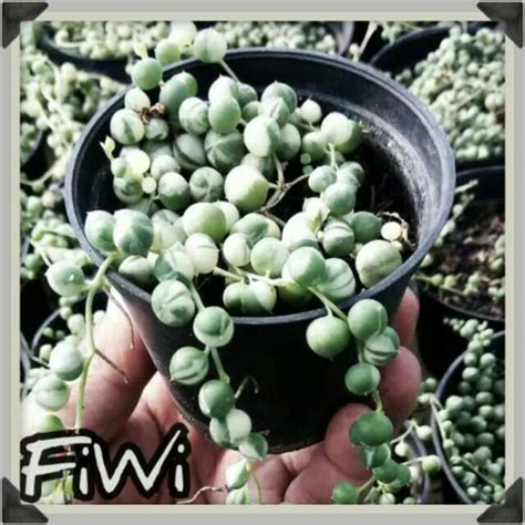 Jual Tanaman Hias Bibit Sukulen Tasbih Variegata Senecio Rowleyanus Indonesia Shopee Indonesia