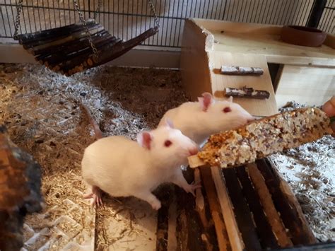 Ratten Im Paradies Labortiere Berlin