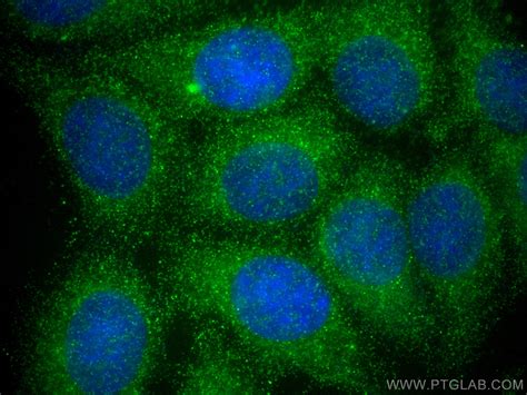 Wnt4 Antibody 14371 1 Ap Proteintech