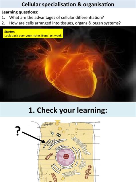Ch35 Cellular Specialisation And Organisation Pdf Tissue Biology Cell Biology