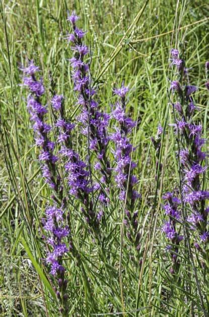 Liatris Liatris Punctata Wildflower Seeds Bbb Seed